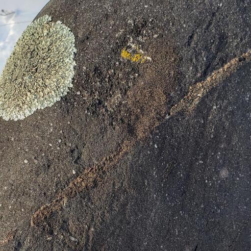 Brown Cobblestone Lichen (Acarospora Fuscata) Mushroom Identification ...