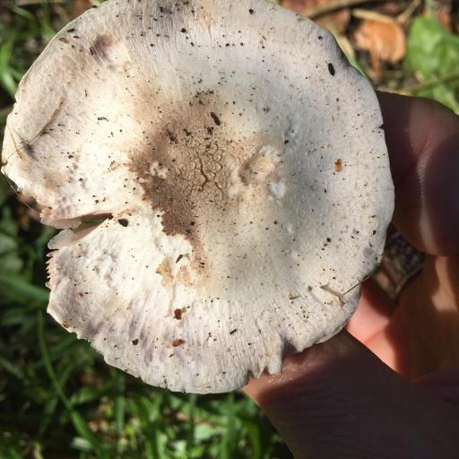 California Agaricus (Agaricus Californicus) Mushroom Identification ...