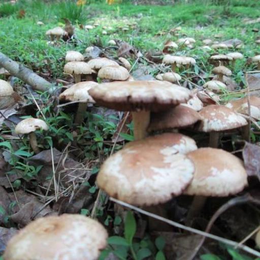 Ghost Fungus (Omphalotus Nidiformis) Mushroom Identification, Habitat ...