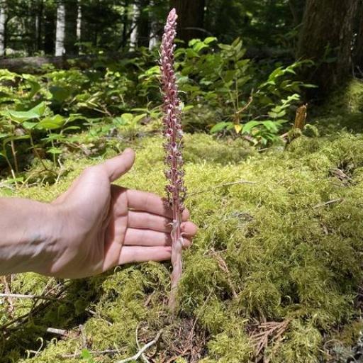 Sugarstick (Allotropa Virgata) Mushroom Identification, Habitat & Uses