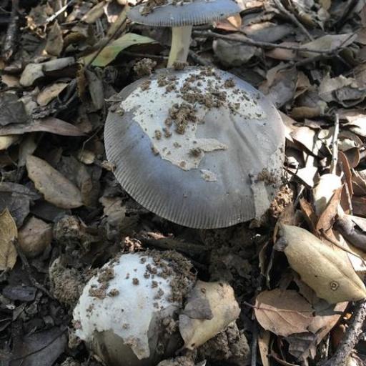 Constricted Grisette (Amanita Constricta) Mushroom Identification ...