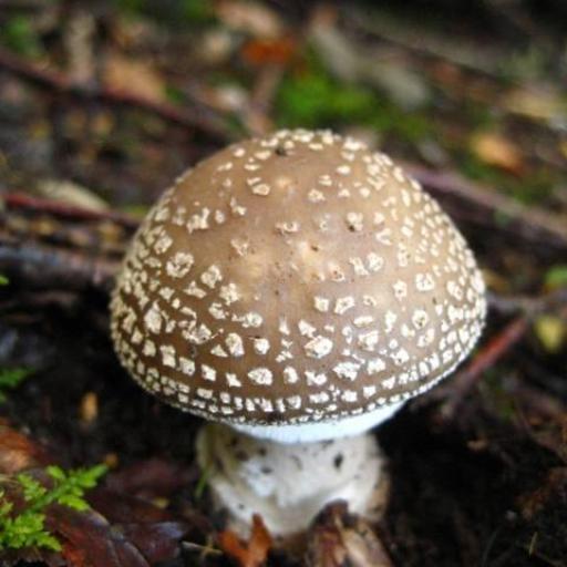 European False Blusher (Amanita Excelsa) Mushroom Identification ...