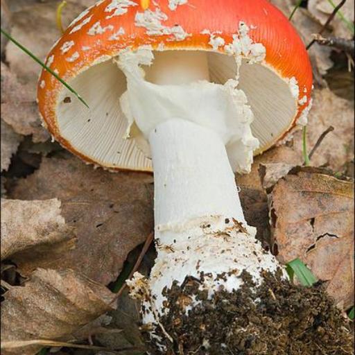 Fly Agaric (Amanita Muscaria) Mushroom Identification, Habitat & Uses