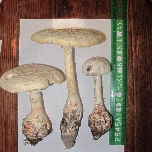 Ravenel's Lepidella (Amanita Ravenelii) Mushroom Identification ...