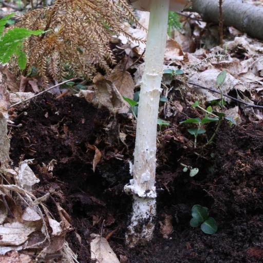 Ball Gown Amanita (Amanita Submaculata) Mushroom Identification ...