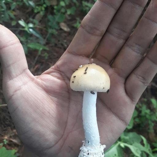 Cottony Volva Amanita (Amanita Xylinivolva) Mushroom Identification ...