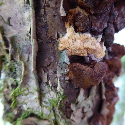 Antrodiella Serpula Mushroom Identification, Habitat & Uses