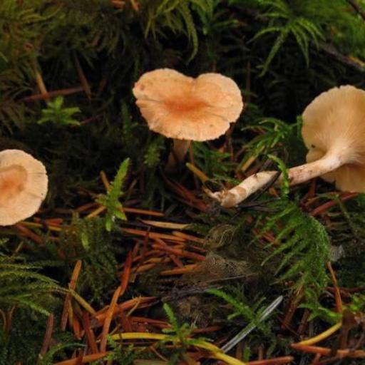 Aphroditeola Olida Mushroom Identification, Habitat & Uses