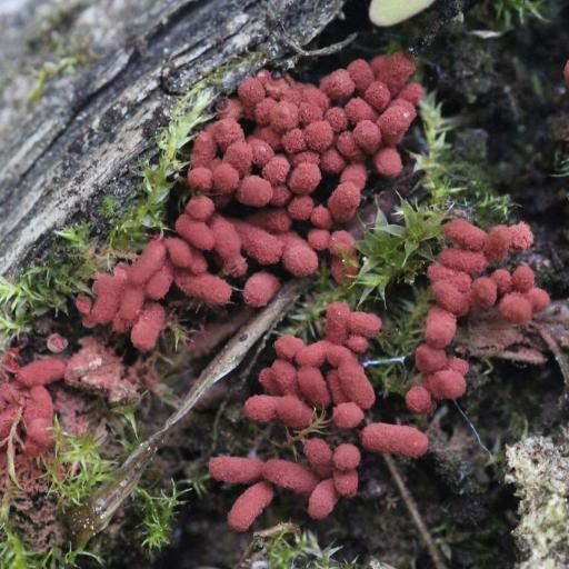 Arcyria Stipata Mushroom Identification, Habitat & Uses