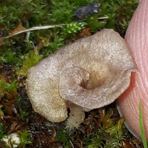 Arrhenia Spathulata Mushroom Identification, Habitat & Uses