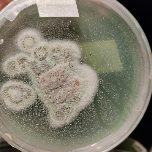 Aspergillus Mushroom Identification, Habitat & Uses