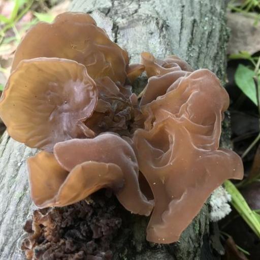 Jelly Tree Ear (Auricularia Americana) Mushroom Identification, Habitat ...