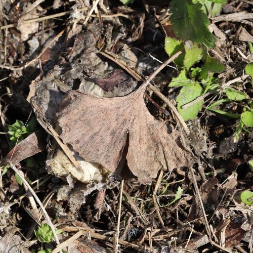 Ginkgo Spot (Bartheletia Paradoxa) Mushroom Identification, Habitat & Uses