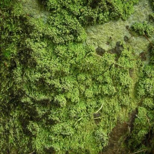 Dot Lichens (Biatora) Mushroom Identification, Habitat & Uses