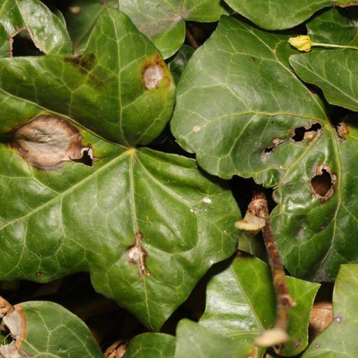 Leaf Spot Of Ivy (Boeremia Hedericola) Mushroom Identification, Habitat ...