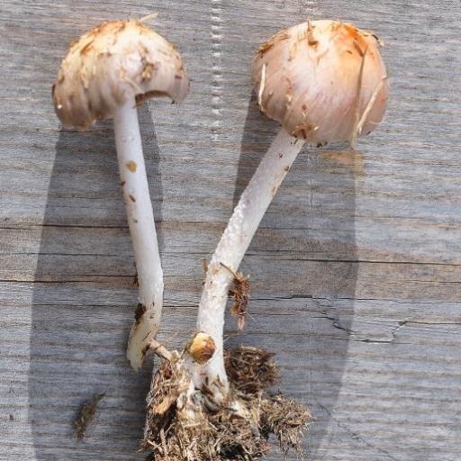 Bolbitius Coprophilus Mushroom Identification, Habitat & Uses