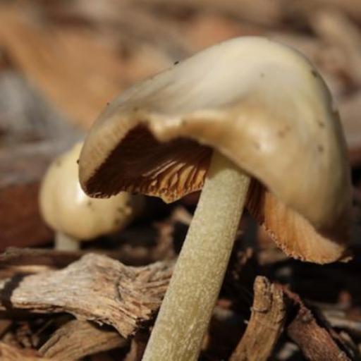 Yellow Fieldcap (Bolbitius Titubans) Mushroom Identification, Habitat ...