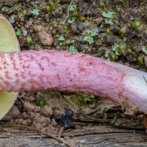 Rhubarb Bolete (Boletellus Obscurecoccineus) Mushroom Identification ...