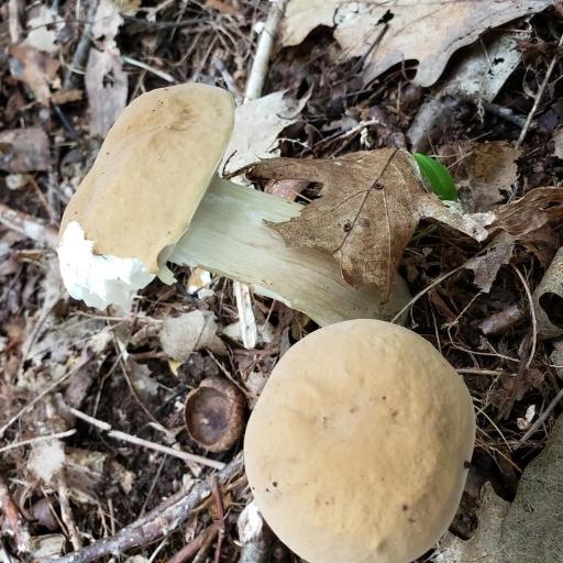 Noble Bolete (Boletus Nobilis) Mushroom Identification, Habitat & Uses