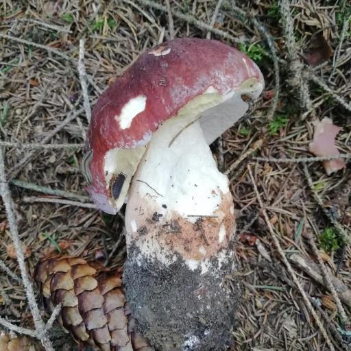 Pine Bolete (Boletus Pinophilus) Mushroom Identification, Habitat & Uses