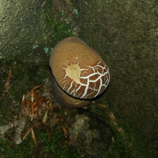 Summer Bolete (Boletus Reticulatus) Mushroom Identification, Habitat & Uses