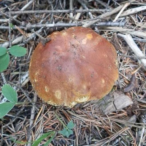 Ruby Porcini (Boletus Rubriceps) Mushroom Identification, Habitat & Uses
