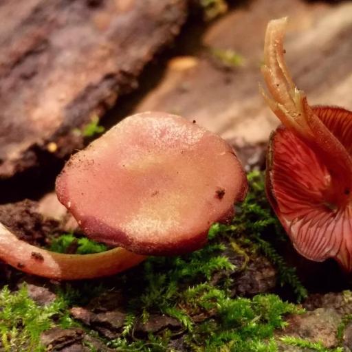 Purple-edged Lute (Callistosporium Purpureomarginatum) Mushroom ...
