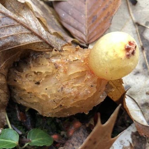 Calostoma Ravenelii Mushroom Identification, Habitat & Uses