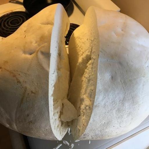 Giant Puffball (Calvatia Gigantea) Mushroom Identification, Habitat & Uses