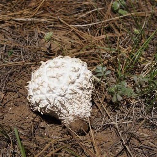 Sculpted Puffball (Calvatia Sculpta) Mushroom Identification, Habitat ...