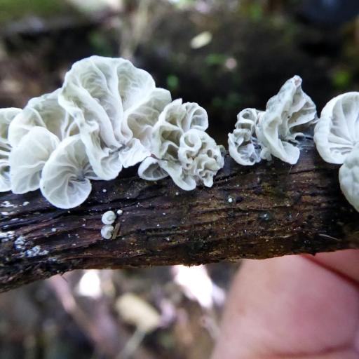 Eastern American Jack-o'-lantern (Omphalotus Illudens) Mushroom ...