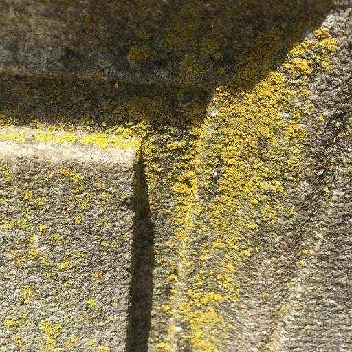 Candleflame Lichen (Candelaria Concolor) Mushroom Identification ...