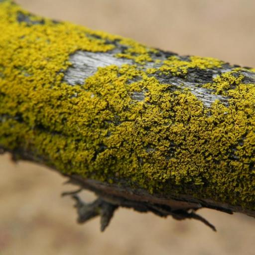 Pacific Candleflame Lichen (Candelaria Pacifica) Mushroom ...