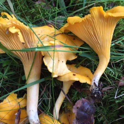 Golden Chanterelle (Cantharellus Cibarius) Mushroom Identification ...