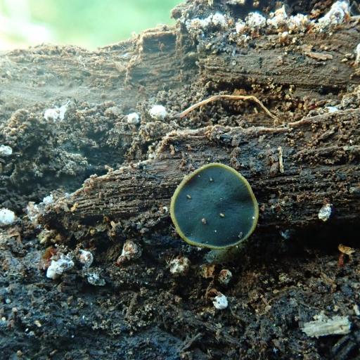 Olive Salver (Catinella Olivacea) Mushroom Identification, Habitat & Uses
