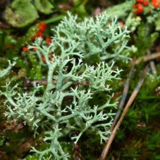 Reindeer Lichen (Cladonia Portentosa) Mushroom Identification, Habitat ...