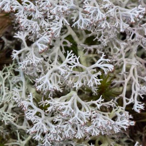 Gray Reindeer Lichen (Cladonia Rangiferina) Mushroom Identification ...