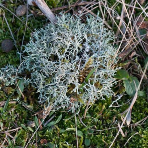 Cladonia Rangiformis Mushroom Identification, Habitat & Uses