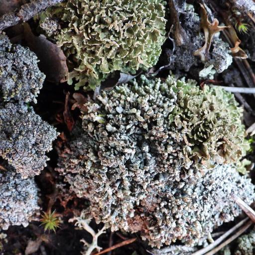Olive Cladonia (Cladonia Strepsilis) Mushroom Identification, Habitat ...