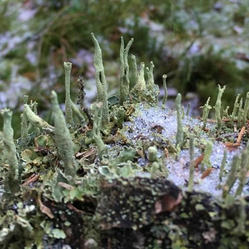 Greater Sulphur-cup Lichen (Cladonia Sulphurina) Mushroom ...