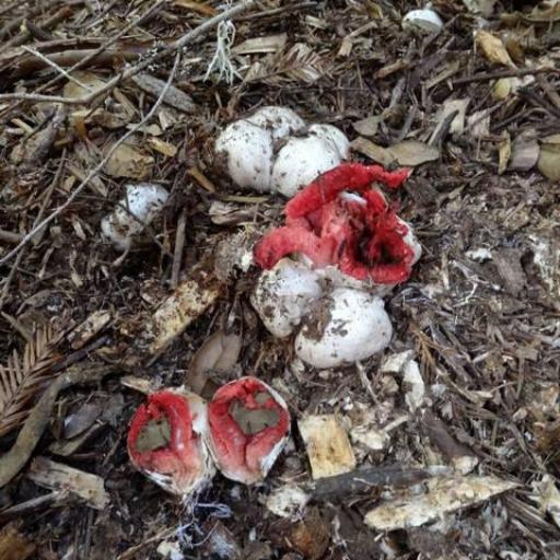 Devil's-fingers (Clathrus Archeri) Mushroom Identification, Habitat & Uses