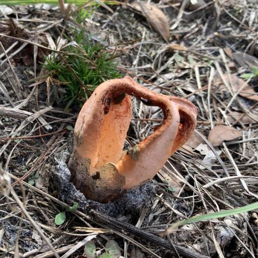 Column Stinkhorn (Clathrus Columnatus) Mushroom Identification, Habitat ...