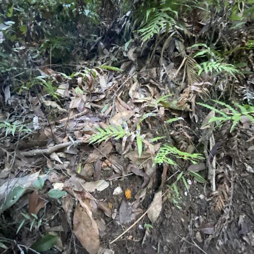 Clavulinopsis Amoena Mushroom Identification, Habitat & Uses