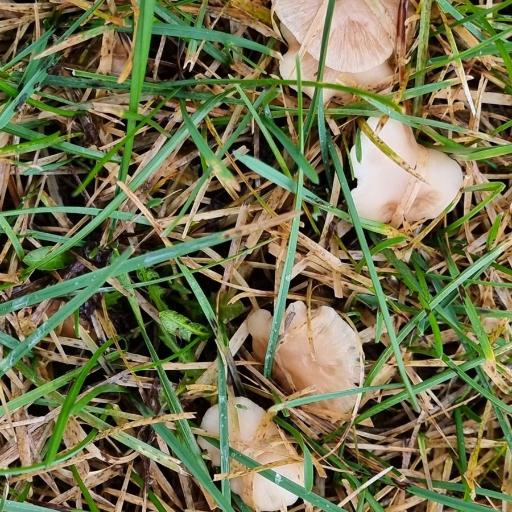 Clitocybe Agrestis Mushroom Identification, Habitat & Uses