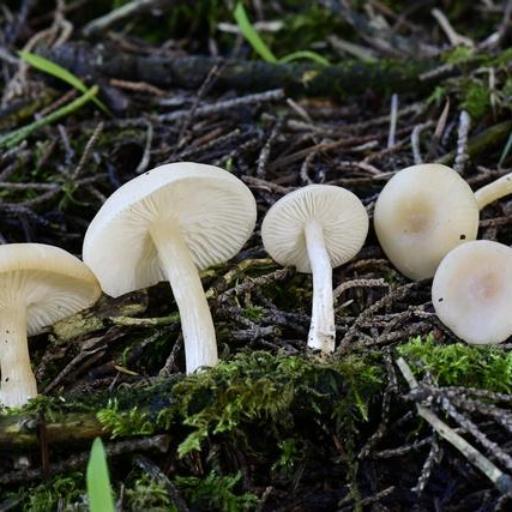 Fragrant Funnel (Clitocybe Fragrans) Mushroom Identification, Habitat ...
