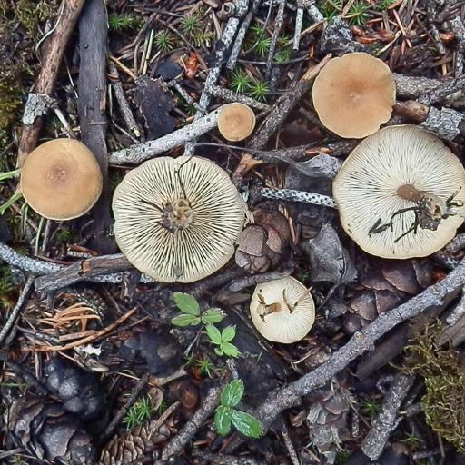 Clitocybe Squamulosa Mushroom Identification, Habitat & Uses