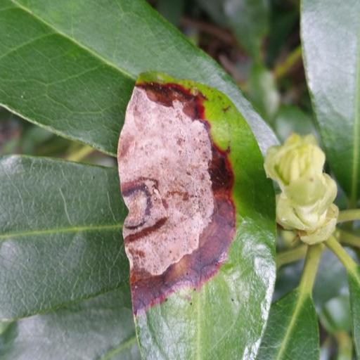 Colletotrichum Mushroom Identification, Habitat & Uses