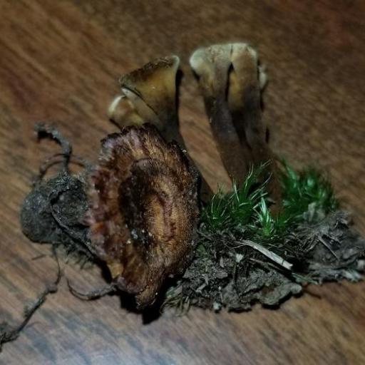 Shiny Cinnamon Polypore (Coltricia Cinnamomea) Mushroom Identification ...