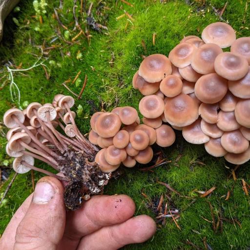 Cluster Cap (Connopus Acervatus) Mushroom Identification, Habitat & Uses