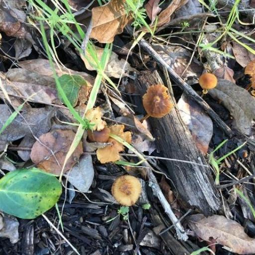 Common Conecap (Conocybe Rugosa) Mushroom Identification, Habitat & Uses